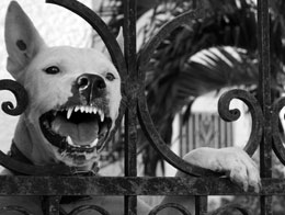 Secrets to Dog Training Weekly Newsletter